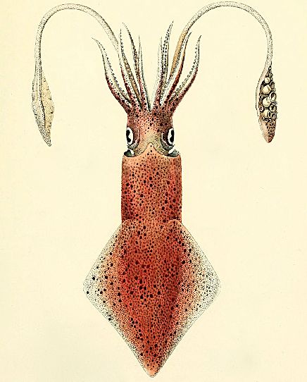 Busacca Gallery: Loligo Vularis Ocean Sea squid Art Rendering Addition ...