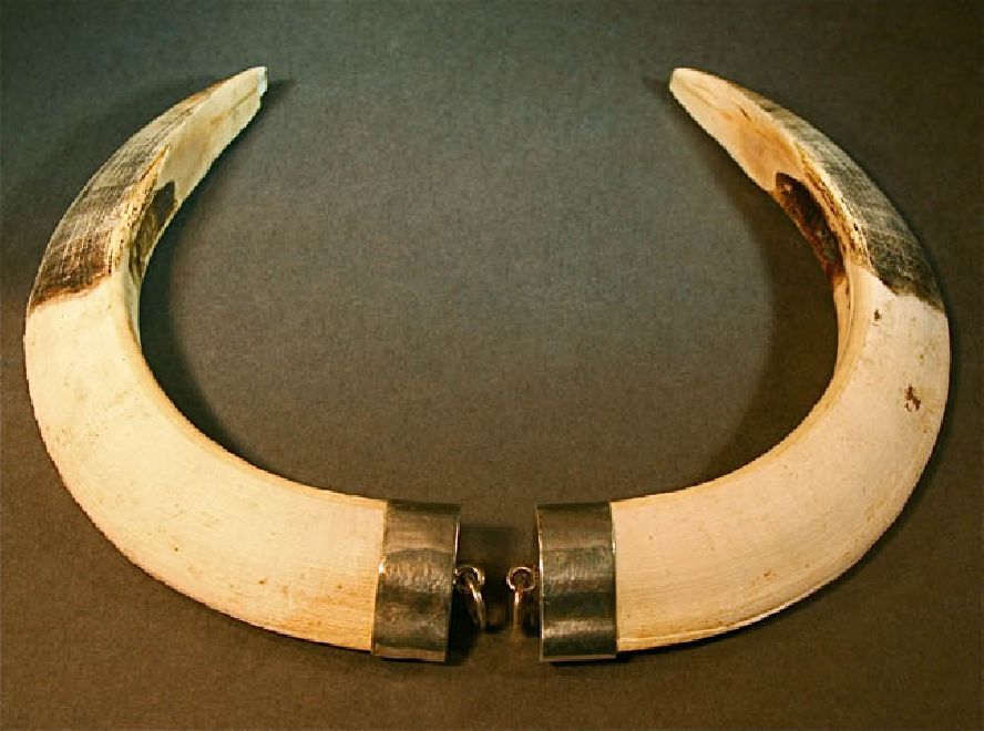 Busacca Gallery: Two Large Boar Swine Pig Ivory Tusk Teeth