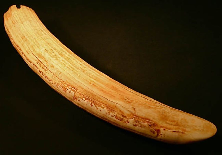 Busacca Gallery: Antique African Hippopotamus Ivory Tusk Tooth